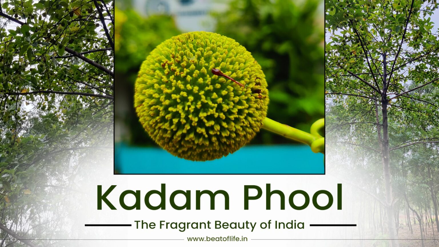 Kadam Phool: The Fragrant Beauty of India - Beat of Life Entertainment