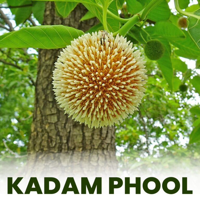 Kadam Phool: The Fragrant Beauty of India - Beat of Life Entertainment